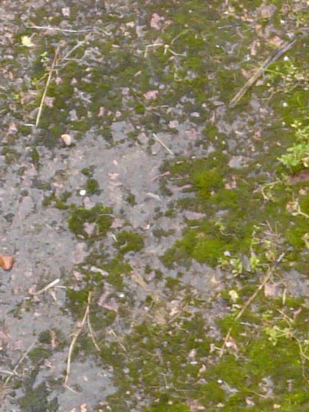 other grass texture 0036 - Texturelib